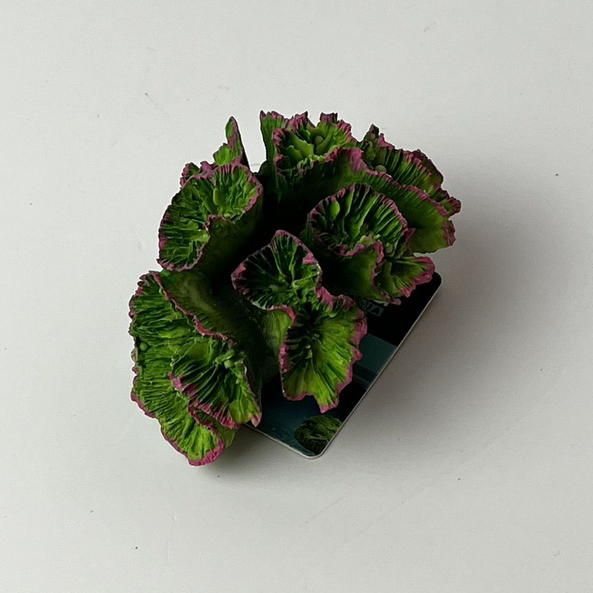 Коралл искусственный "Кауластрея", зеленая