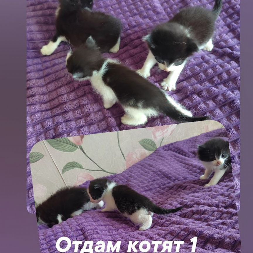 Отдам котят 1 девочка 2 мальчика