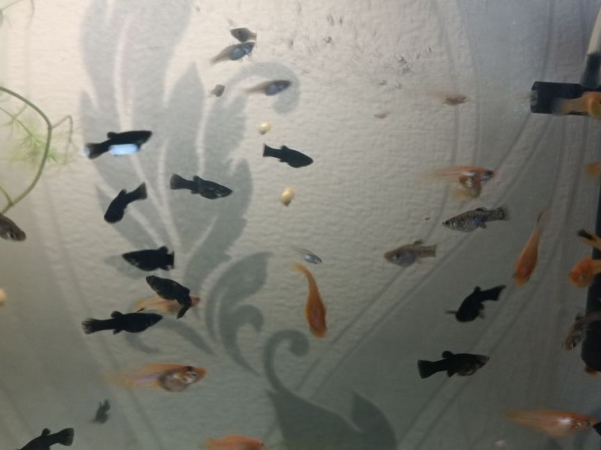 Аквариумные рыбки