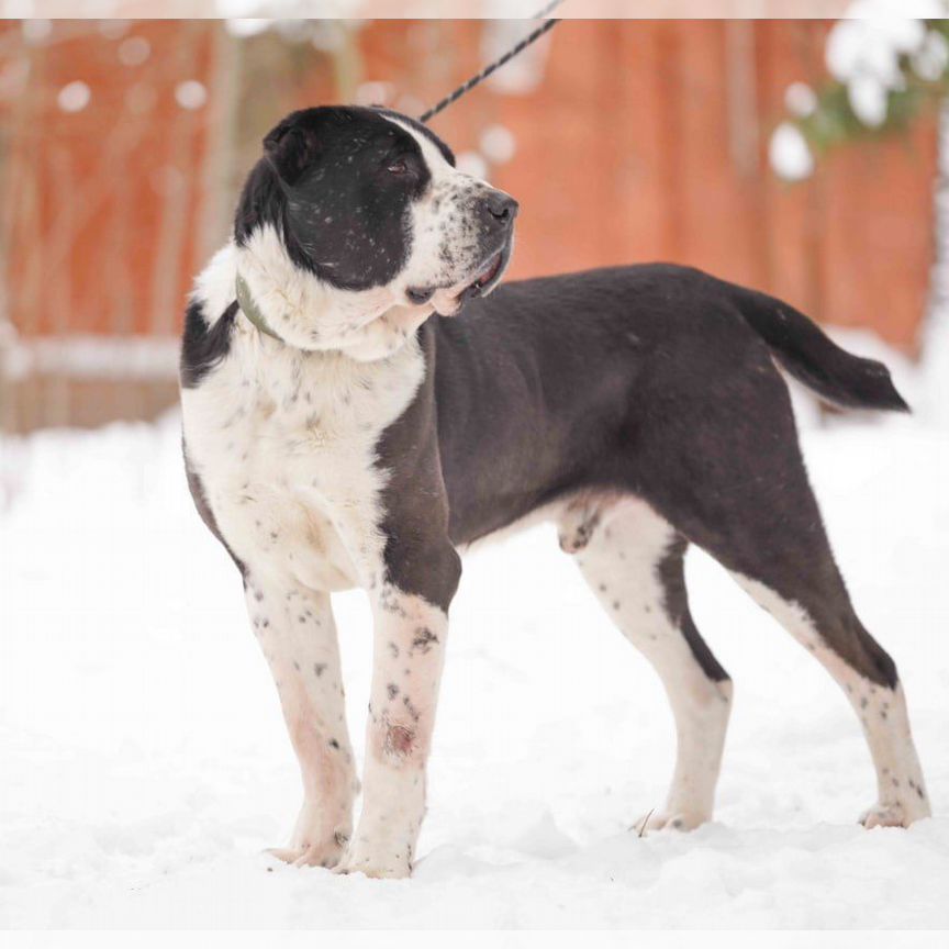 Среднеазиатская овчарка, взрослый пёс