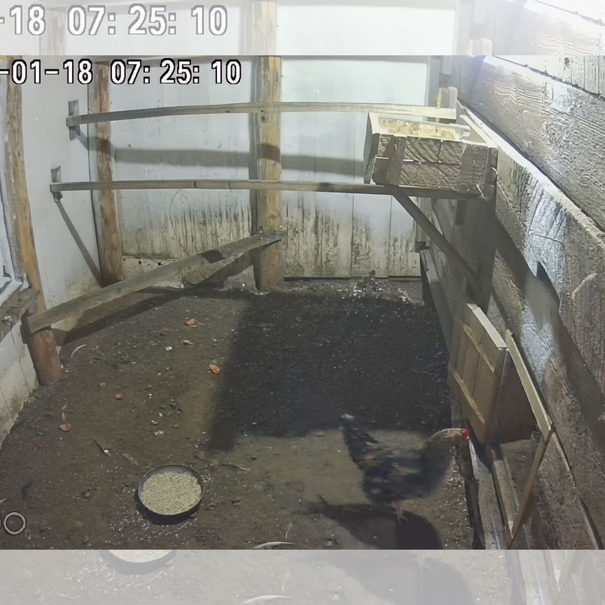 Домашняя птица