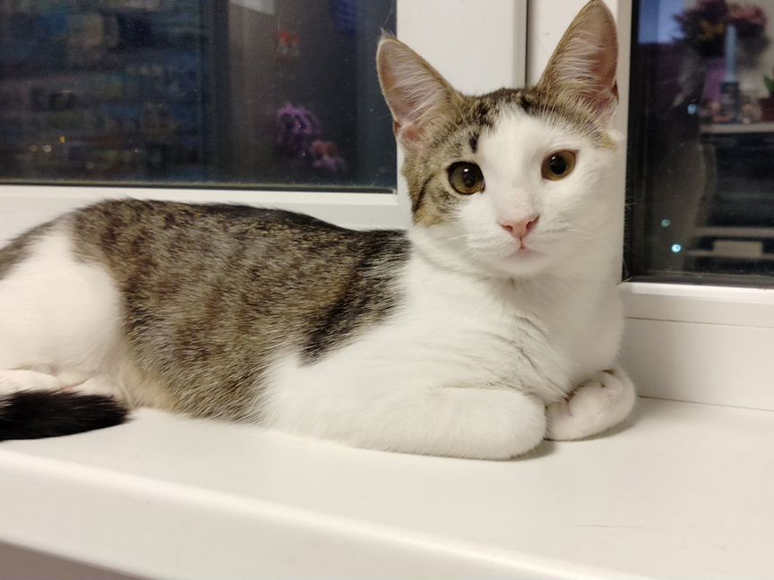 Котенок