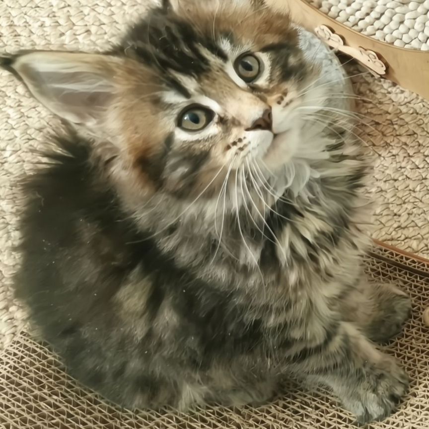 Мейн-кун котёнок