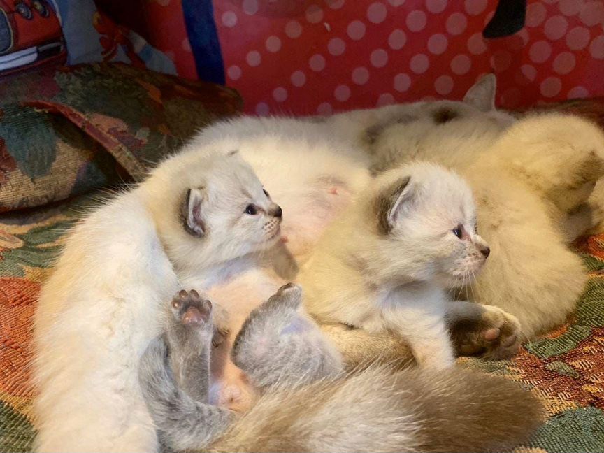 Тайские котяточки