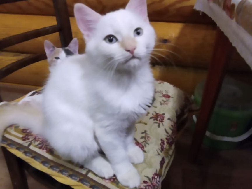 Белый Котенок 5 месяцев