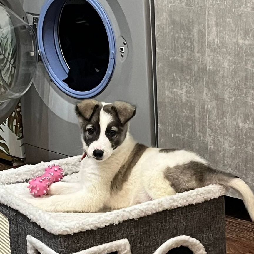 Щенок в добрые руки