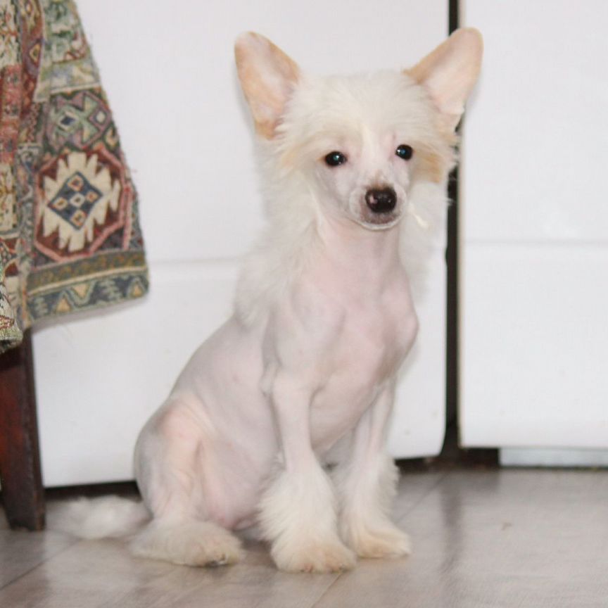 Китайская хохлатая, щенок