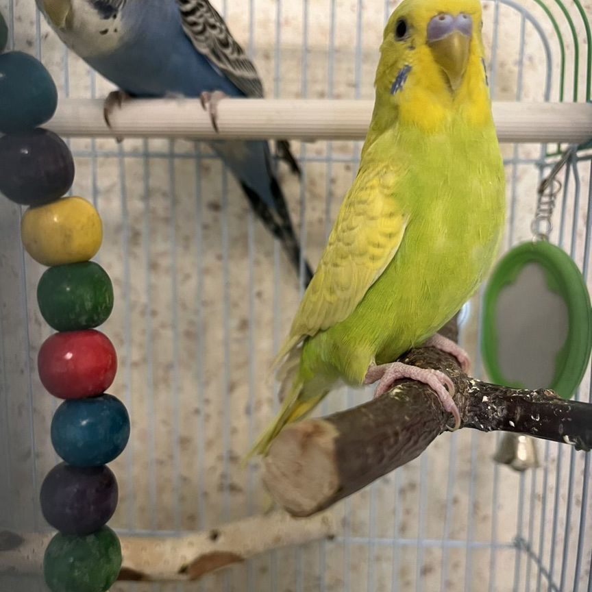 Волнистые попугаи