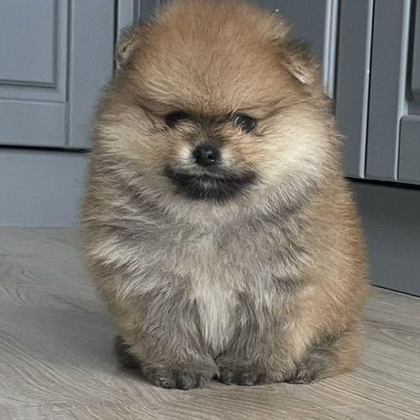 Померанский шпиц, щенок
