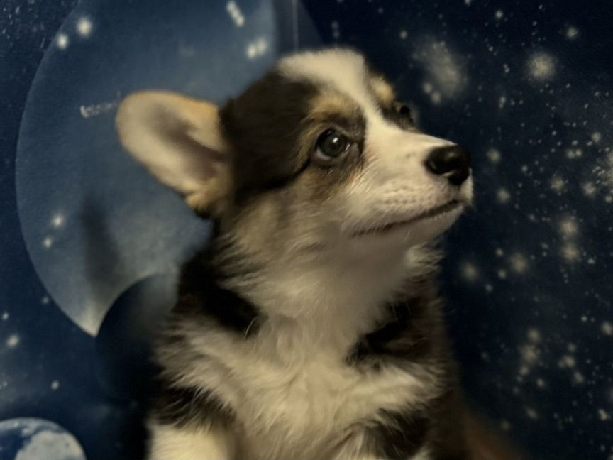 Вельш-корги пемброк