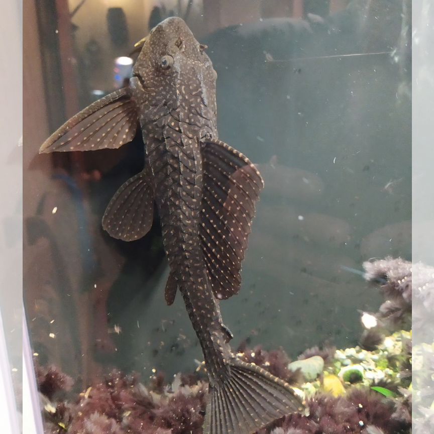 Анциструс звездчатый сом 30см