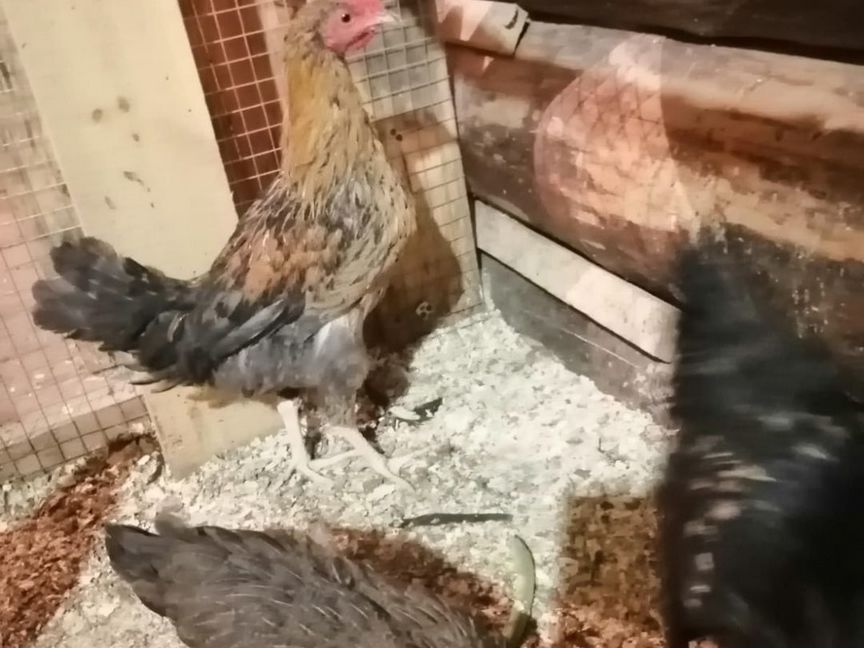 Продам петушков