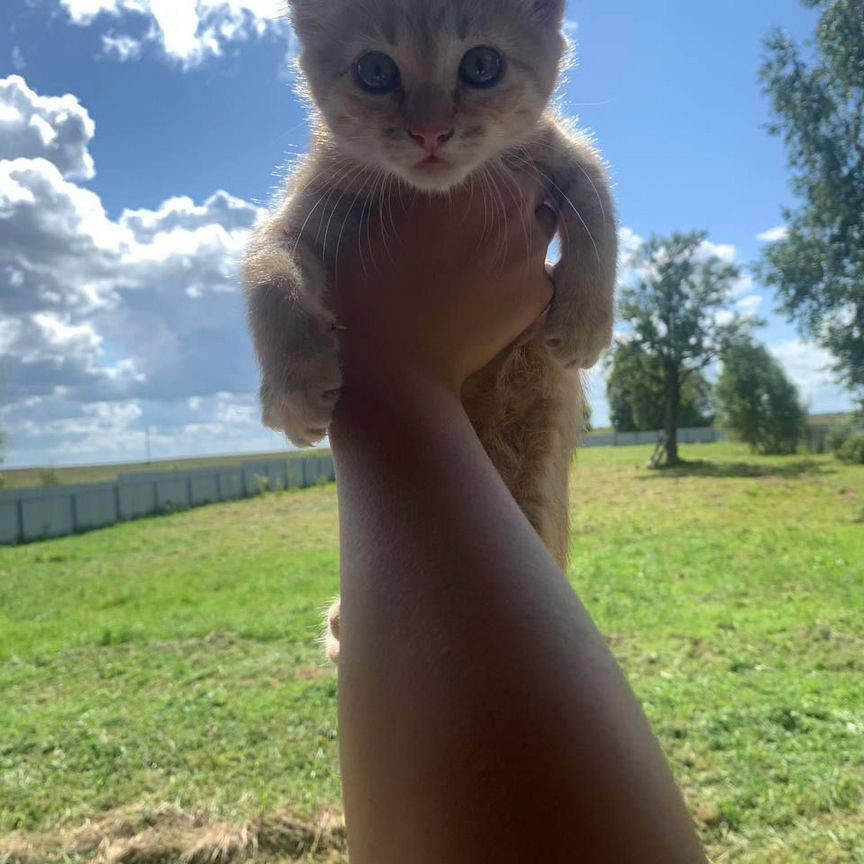 Котята в добрые руки бесплатно