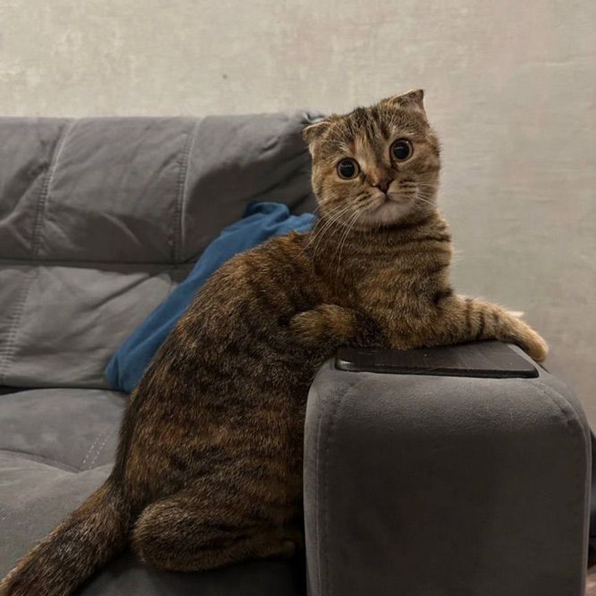 Отдам кошку в добрые руки