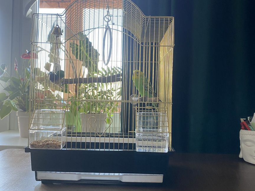 Клетка с молоденьким попугаем