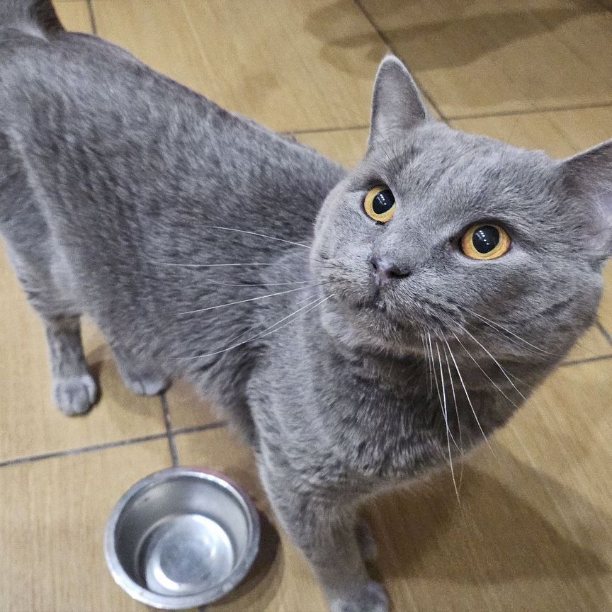 Кот в добрые руки