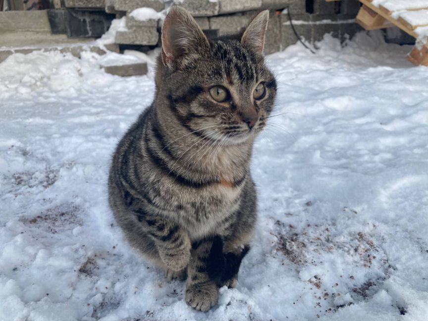 Рыжик и серенькая - котята