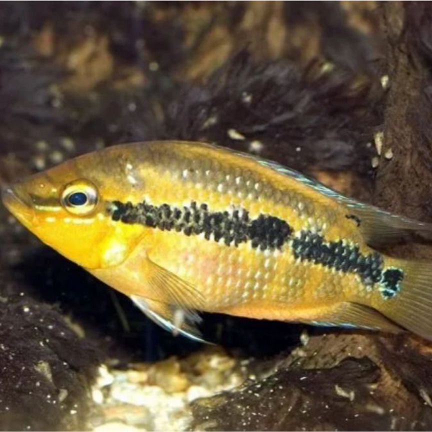 Цихлазома сальвини 7 шт