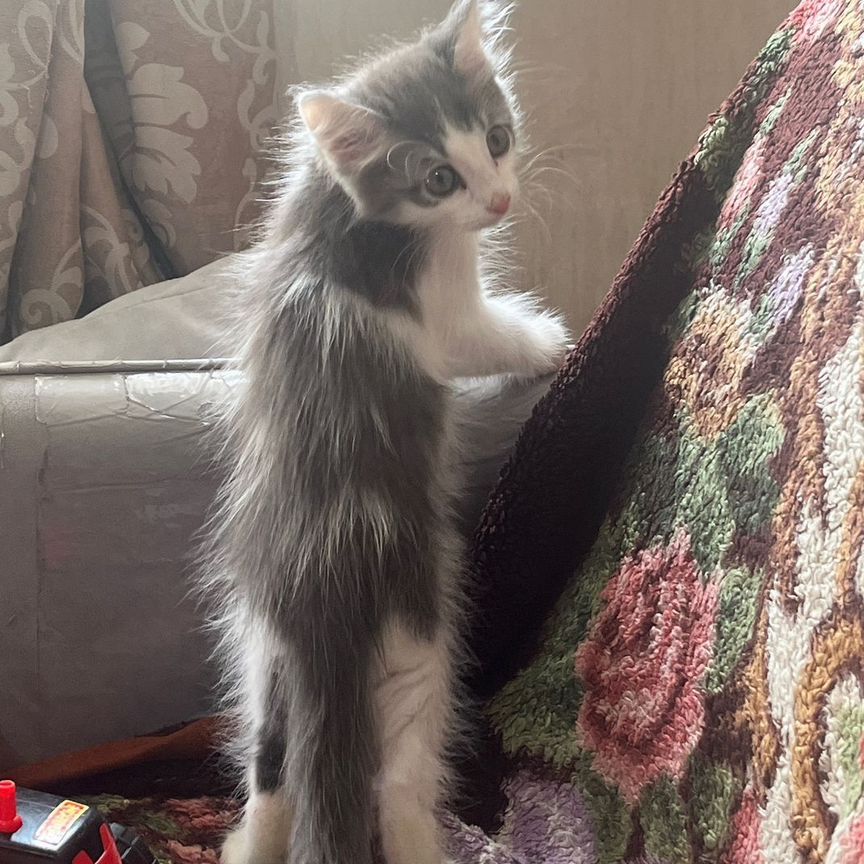 Котёнок в добрые руки