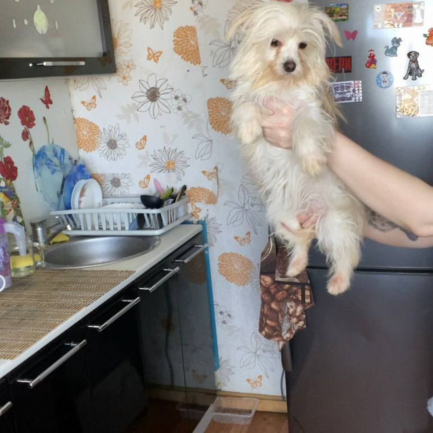 Мини болоночка