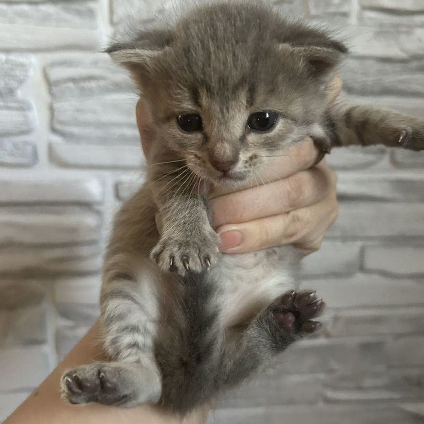 Котята в добрые руки бесплатно