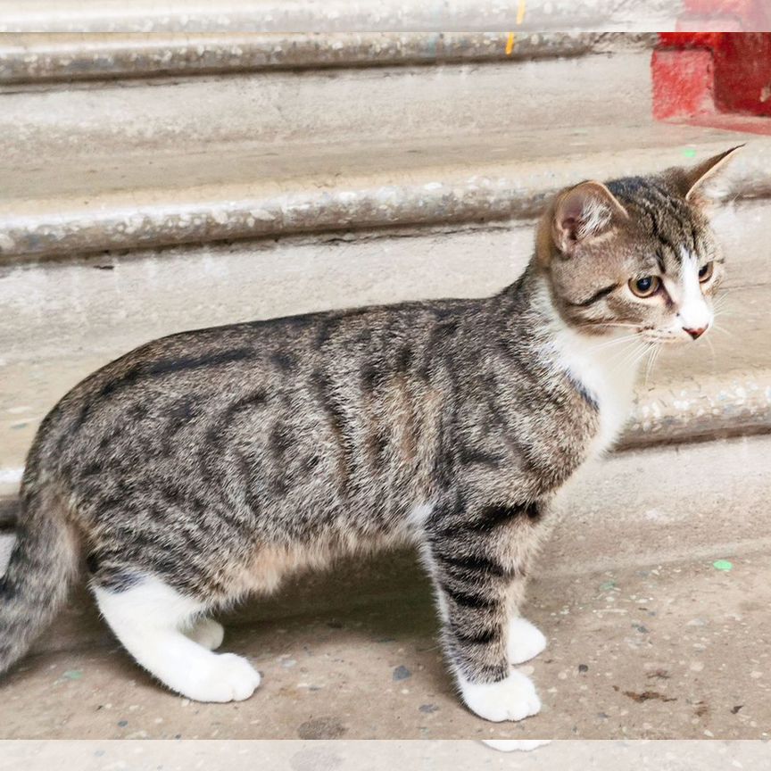 Ищет дом маленький герой с большим сердцем