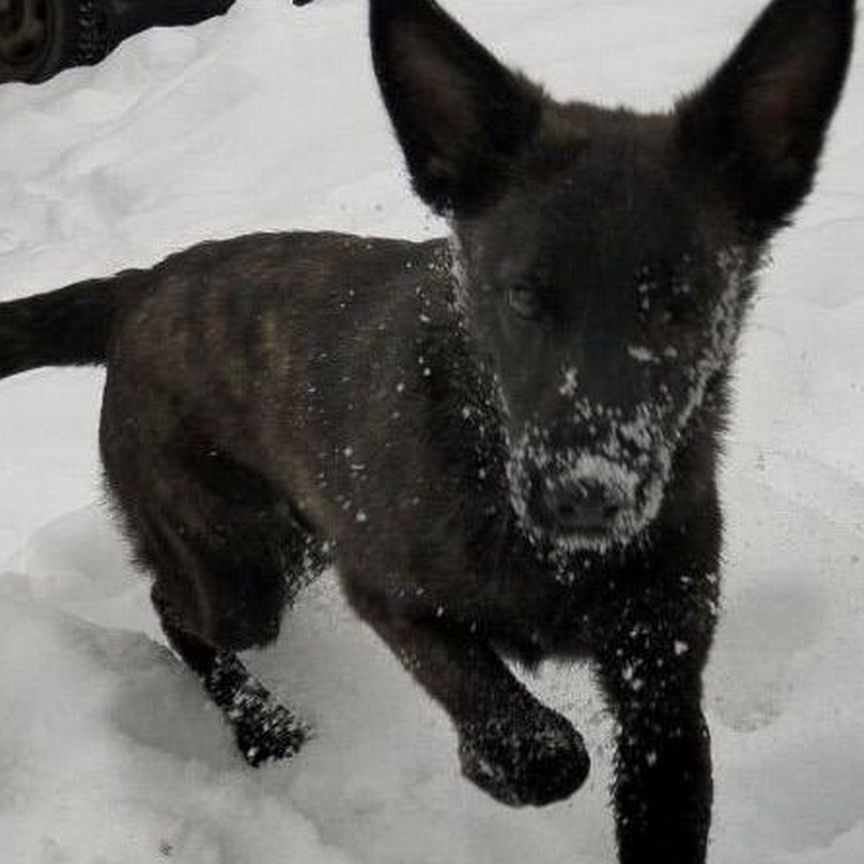 Щенок в добрые руки