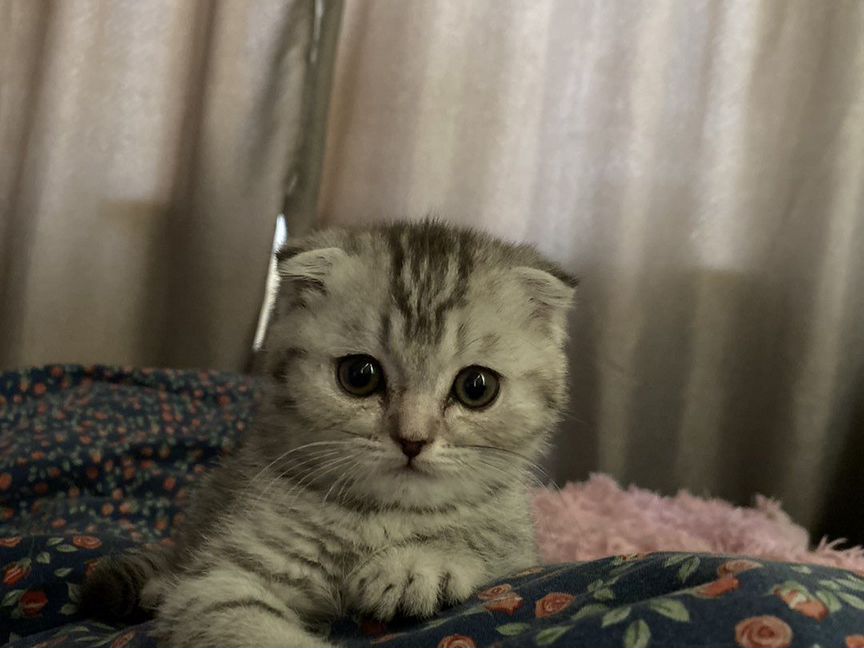 Шотланская вислоухая кошечка