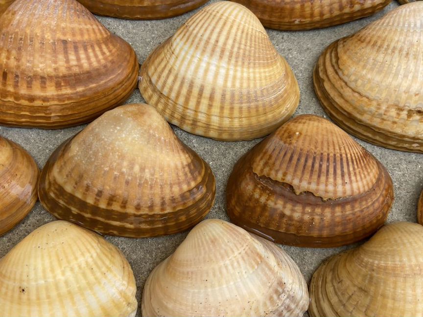 Морские ракушки