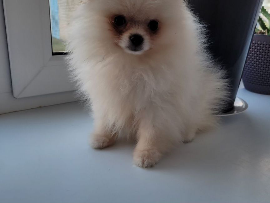 Померанский шпиц