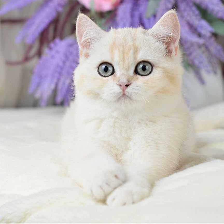 Британский короткошёрстный котёнок