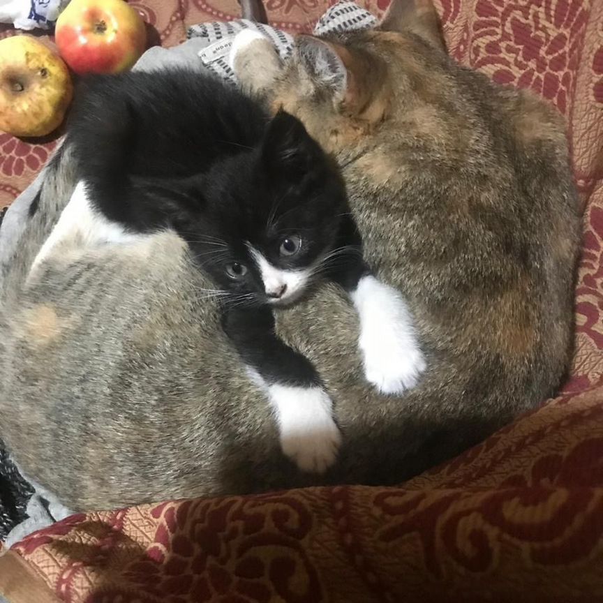 Котята в добрые руки бесплатно