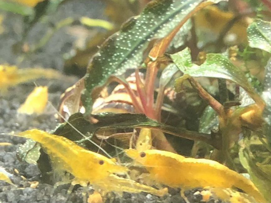 Креветки Neocardina жёлтый неон