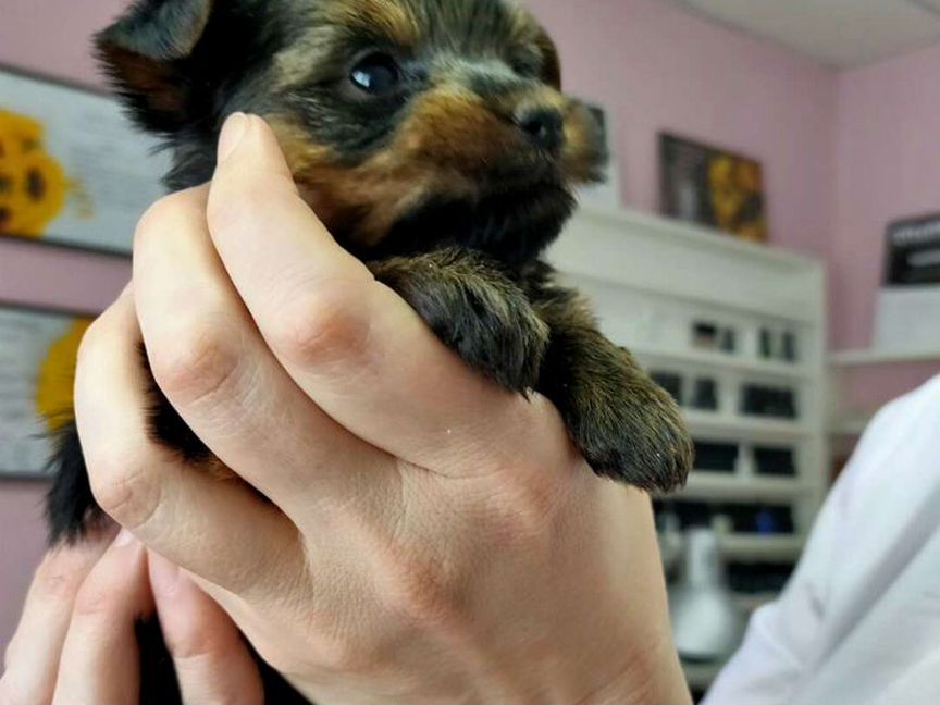 Йорк пу мальчики