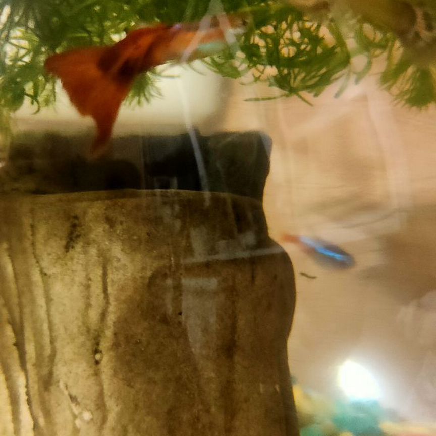 Рыбки гупешки