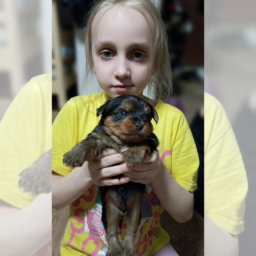 Йоркширский терьер, щенок