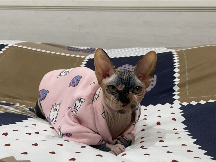 Сфинкс кошка