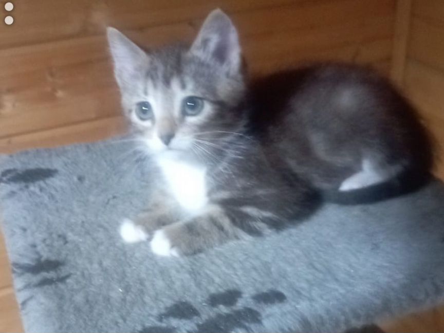 Коткнок ищет добрые ручки