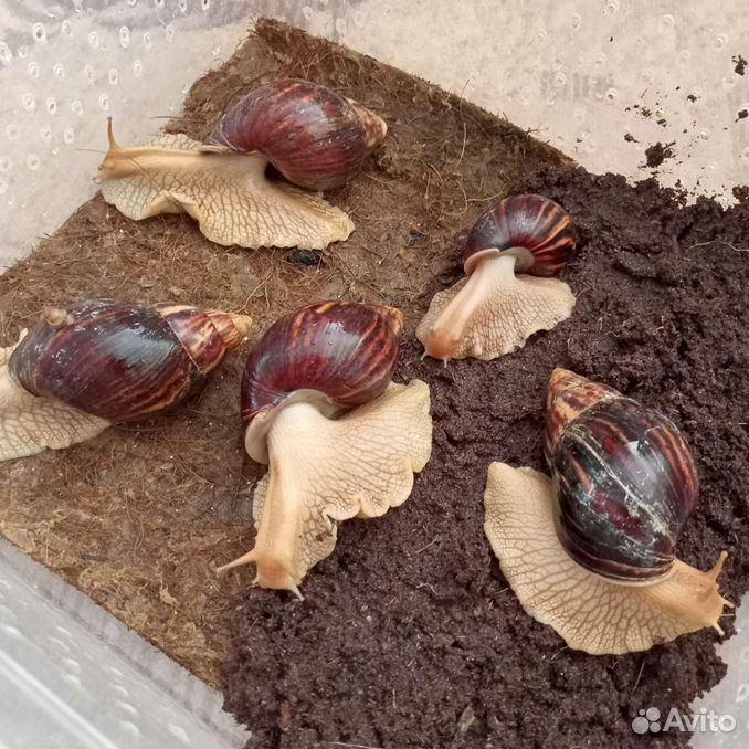 Улитки ахатины в добрые руки