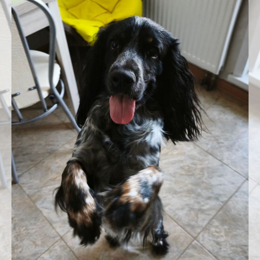 Русский охотничий спаниель, вязка