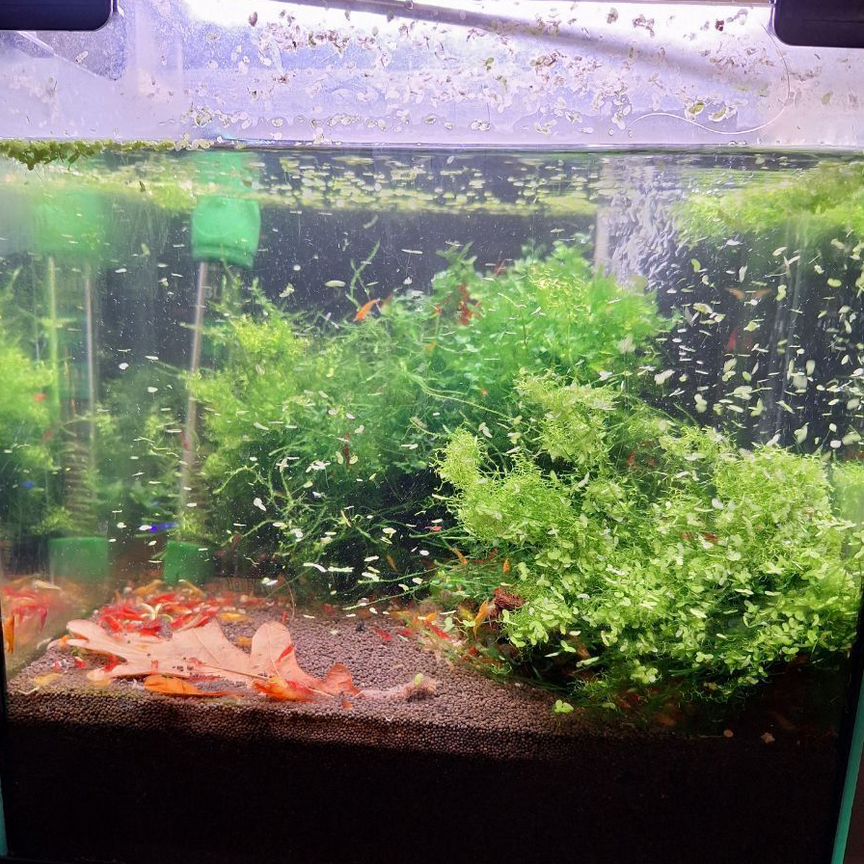 Аквариум куб с креветками и растениями креветочник