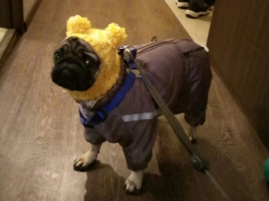 Комбинезон для мопса