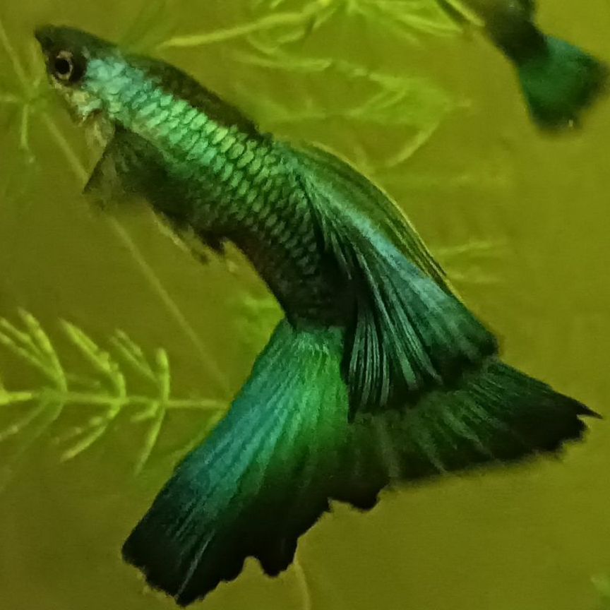 Гуппи чистая линия малахит