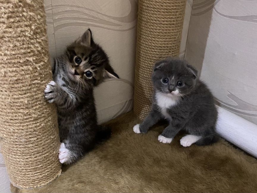 Шотландские котята