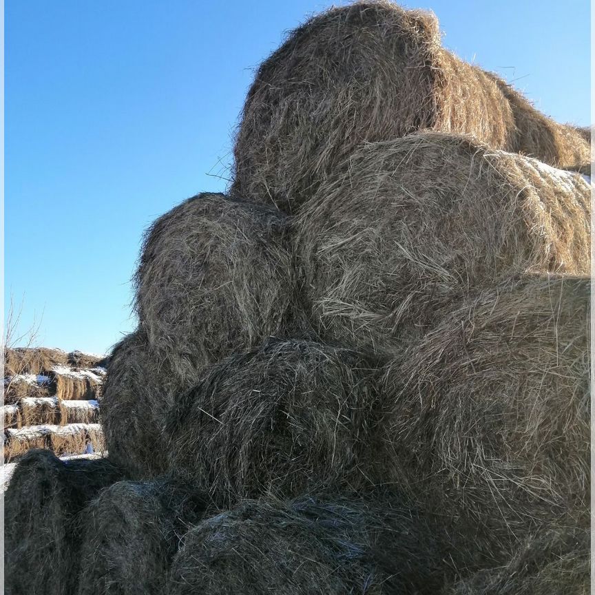 Продам сено в рулонах свежий укос
