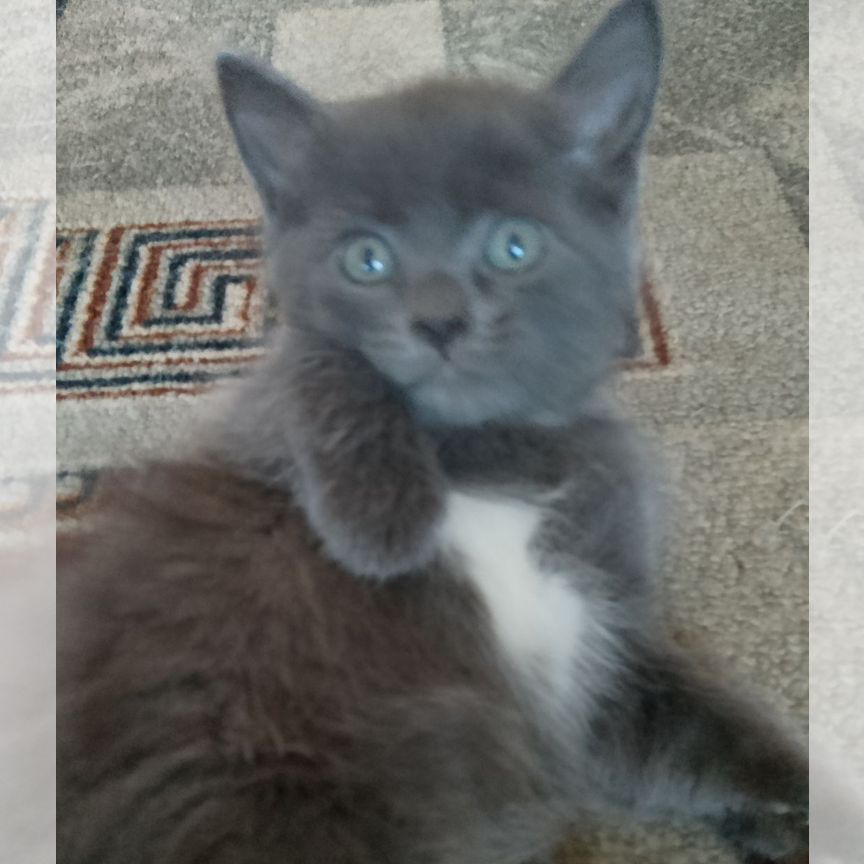 Котята в добрые руки даром бесплатно