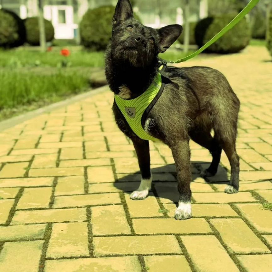 Взрослая собака в добрые руки