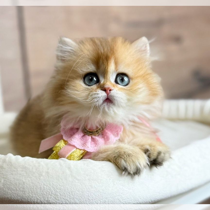 Британский длинношёрстный котёнок