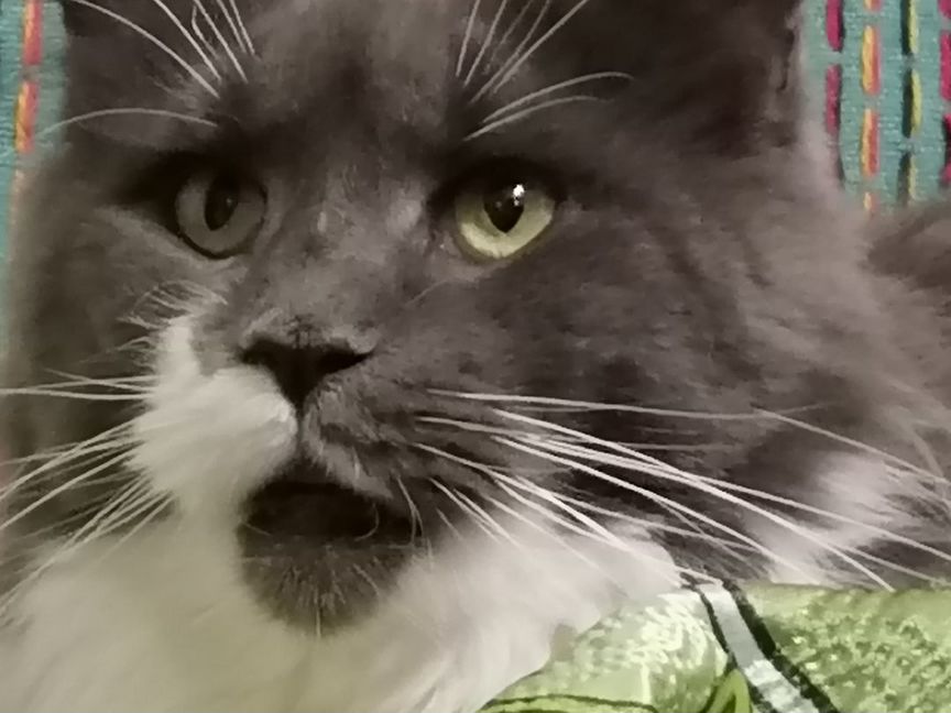 Кошка выведенная из разведения