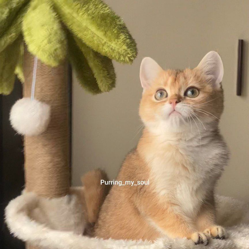 Британский короткошёрстный котёнок